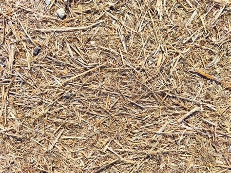 The Ground Is Covered With A Mixture Of Dried Straw And Grass