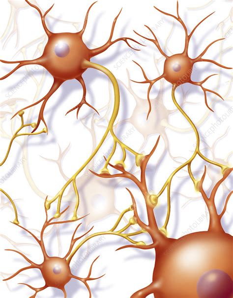 Neuron Drawing Stock Image C0218631 Science Photo Library