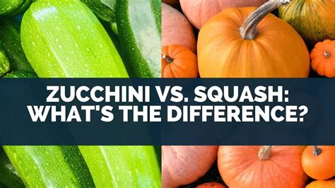 Zucchini Vs Squash Whats The Difference
