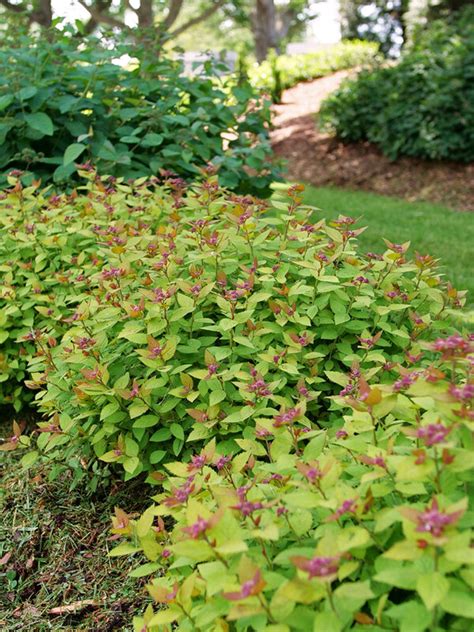 Spiraea Double Play Dolly Bluestone Perennials