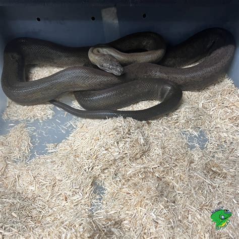 Green Tree Python Aru Young Adult Strictly Reptiles Inc