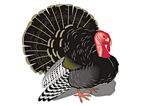 Индюк картинка для детей