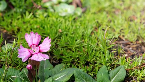 Premium Photo Angel Flower Grow From The Fresh Green Ground