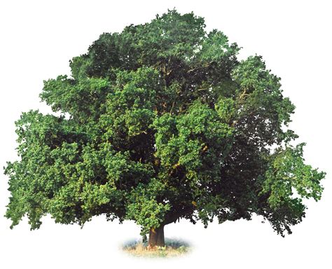 What Is A Deciduous Tree Deciduous Trees DK Find Out