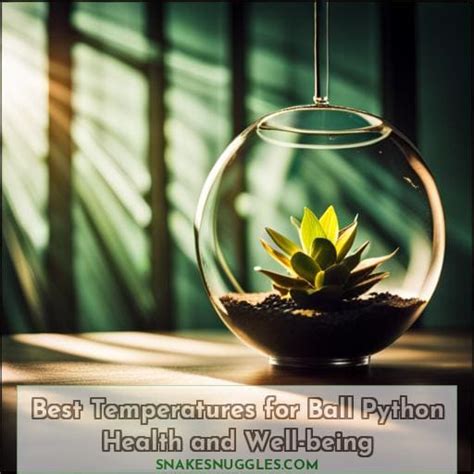best temperatures for ball python health and well being