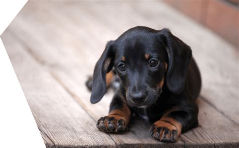 The Teckel Puppy Advance Affinity