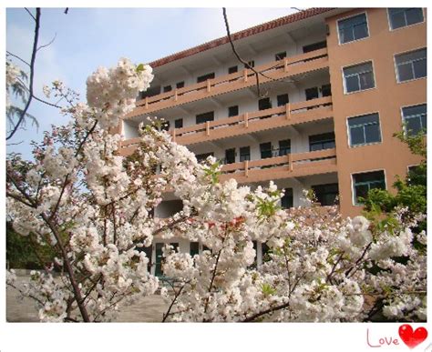 樱花花开烂漫时 教师论文 教师频道 铜陵市金口岭小学欢迎您