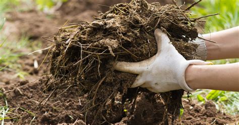 How To Make Organic Fertilizer At Home Wild Whole