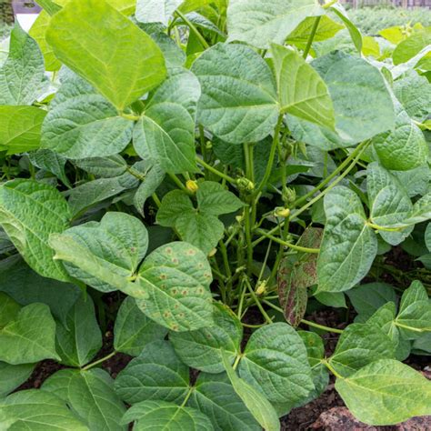 Vigna Angularis Online Australia Gt