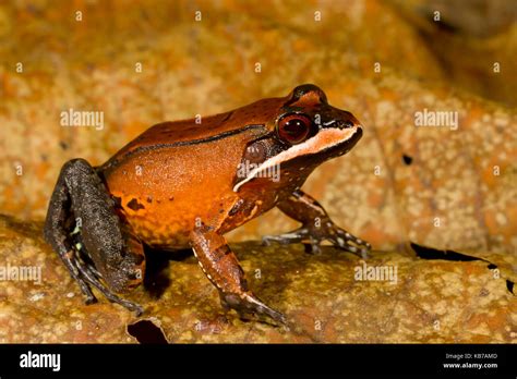 Foam Nest Frog Leptodactylus Rhodomystax Sitting On A Leaf Ecuador San Jose De Payamino