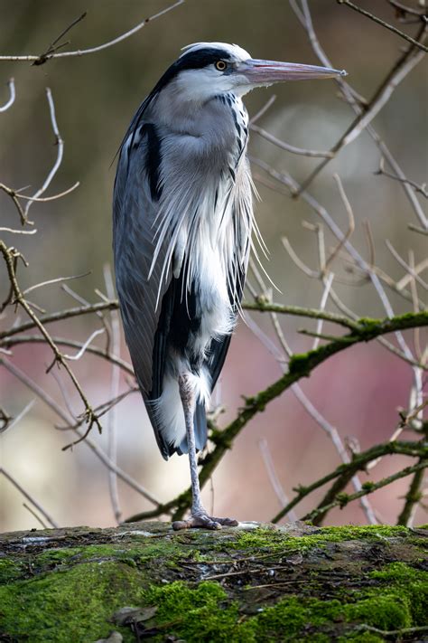 Nikon Z 600mm F4 Tc Vr S Review Cameralabs