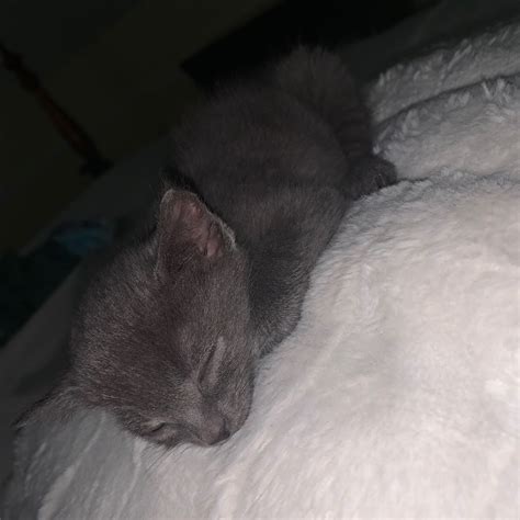 Rainey Evans Youtube