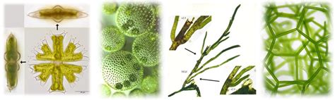 Overview Of The Main Algal Groups Algaevision