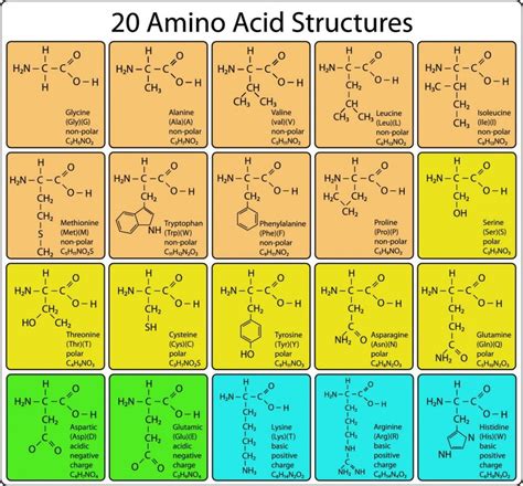 Amino Acids Are Essential Protein Building Blocks Facty Health