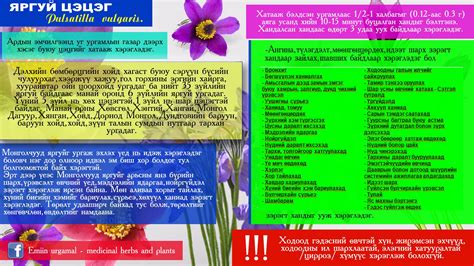 ЯРГУЙ ЦЭЦЭГ Эмийн ургамал Medicinal Herbs And Plants