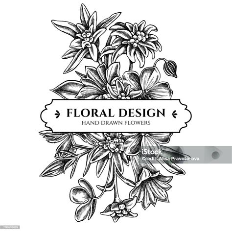 흑백 에델바이스 초원 제라늄 젠티아나 꽃부케 디자인 에델바이스에 대한 스톡 벡터 아트 및 기타 이미지 에델바이스 용담 산