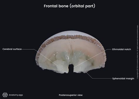 Frontal Bone Encyclopedia Anatomy App Learn Anatomy 3d Models