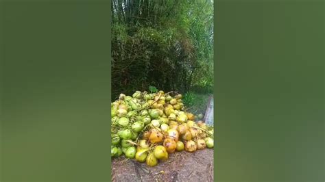 Buko Is Real Buko Coconut Tree Fruit Youtube