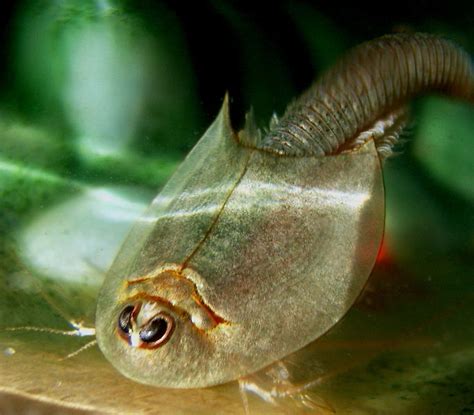 Triops Melanies Fab Finds