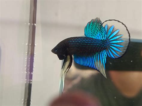 นพรัตน์ Hello Thailand 🐟 วันนี้เจอกันในไลฟ์นะฮ่ะ🌚 ️ ปลากัด ปลากัดสวยงาม ปลากัดป่า ปลากัด