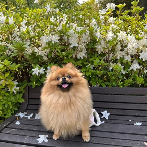 포메라니안 배추 강아지 책임분양 ♥분양완료 아이조아 유기방지입양 파양 강아지보호소 고양이보호소 무료분양센터