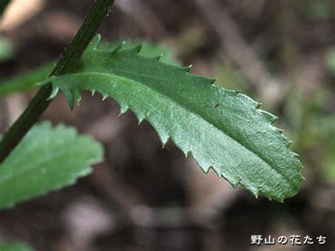 フランスギク 野山の花たち 東北と関東甲信越の花