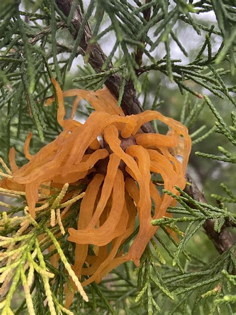 Cedar Apple Rust Fungus R Fungi