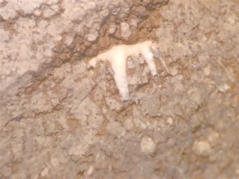 Very Small Cladodont Falcatidae Tooth In Phosphatic Nodule