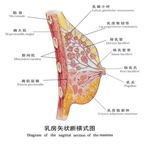 男人吃女人奶头 女人不坏男人不爱 伤感说说吧