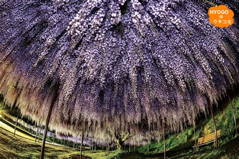 4000本もの桜並木が続く「武庫川桜づつみ回廊」 ライトアップも実施！ 口コミ 【公式】兵庫県観光サイト Hyogo ナビ 知っておきたい観光情報が盛りだくさん！