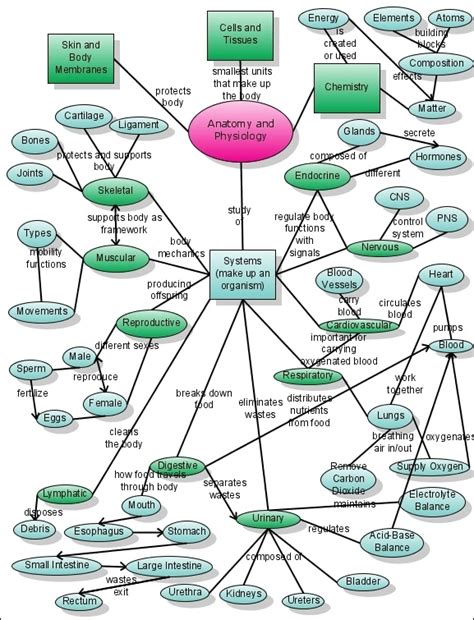 Concept Map For Anatomy And Physiology United States Map