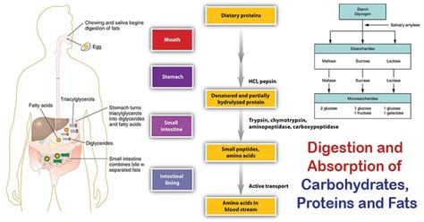Digestion And Absorption Of Carbohydrates Proteins And Fats