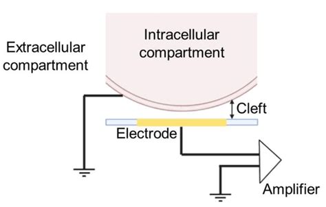 Sketch Of Extracellular Recording Configuration Download Scientific