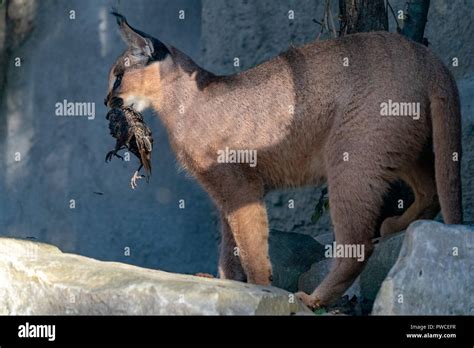 Caracal Cat Hunting Caracal Safari West