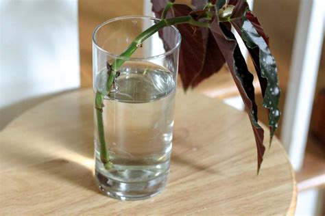 How To Propagate Begonia Maculata Ultimate Guide And Tips Geeky