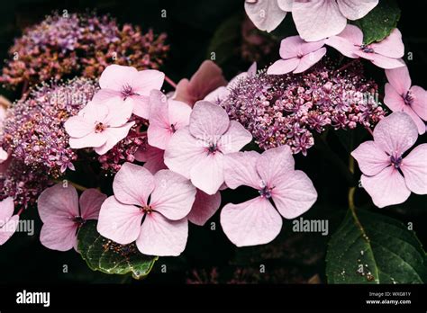 Beautiful Hydrangea Serrata Juno Flowers Background Pink And Green