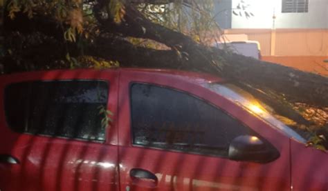 Consertar O Carro Que Caiu Uma árvore Em Cima Vaquinhas Online