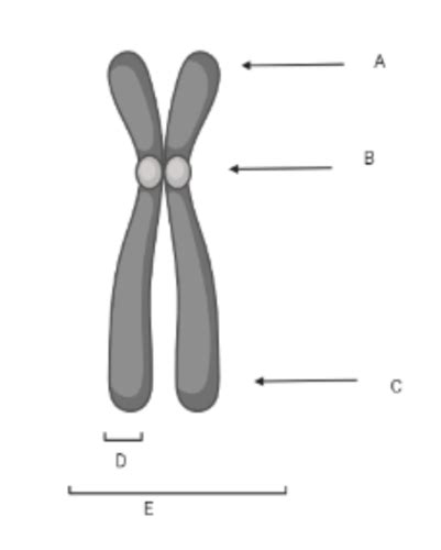 Genetics Chapter 2 Flashcards Quizlet
