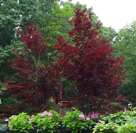 Specimen Trees Basics Landscpaing Co Inc