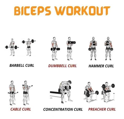 Biceps Workout At Gym Biceps Workout Biceps Workout Chart Biceps