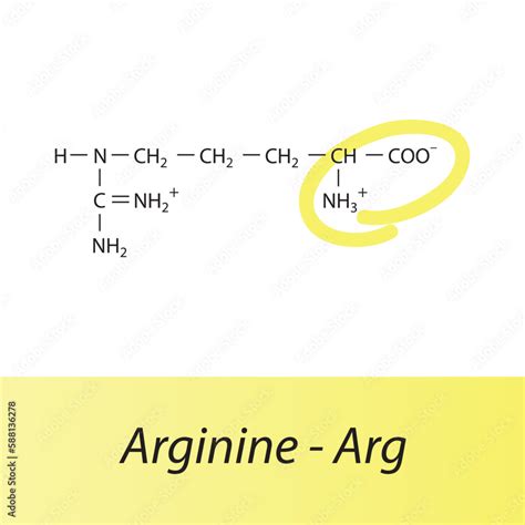 Arginine Arg R Amino Acid Structure Skeletal Formula With Amino Group Highlighted In Yellow