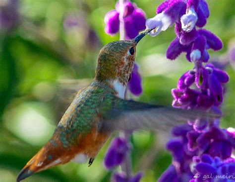 Hummingbirds Drink Nectar A Sweet Liquid Inside Certain Flowers Like Bees They Are Able To