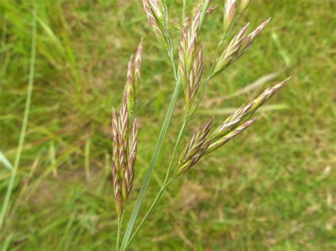 Tall Fescue