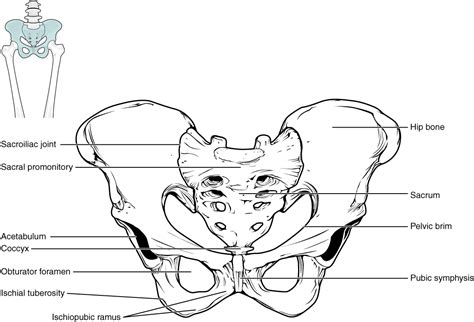 This Figure Shows The Bone Of The Pelvis