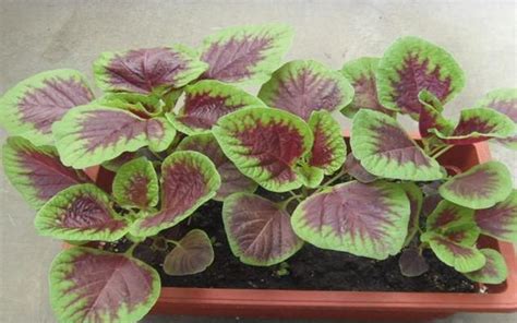 入門級陽台種植的蔬菜超級簡單教你種莧菜 每日頭條