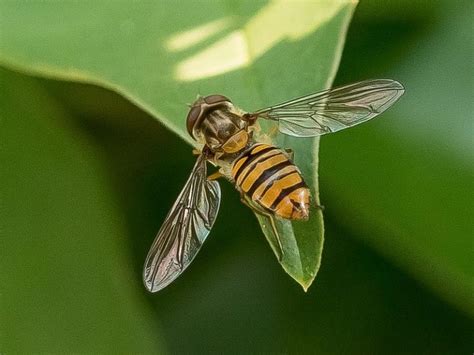 Whats The Difference Between Hoverflies And Wasps Fantastic Pest Control