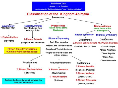 Kingdom Animalia Phylum Chart