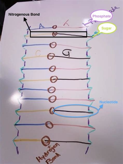 Ashley S Biology Blog Dna Structure