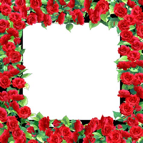사각 프레임 빨간 장미 꽃 정사각형 붉은 장미 정사각형 테두리 Png 일러스트 및 Psd 이미지 무료 다운로드 Pngtree