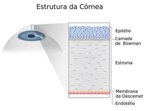 Córnea Anatomia Do Olho Infoescola